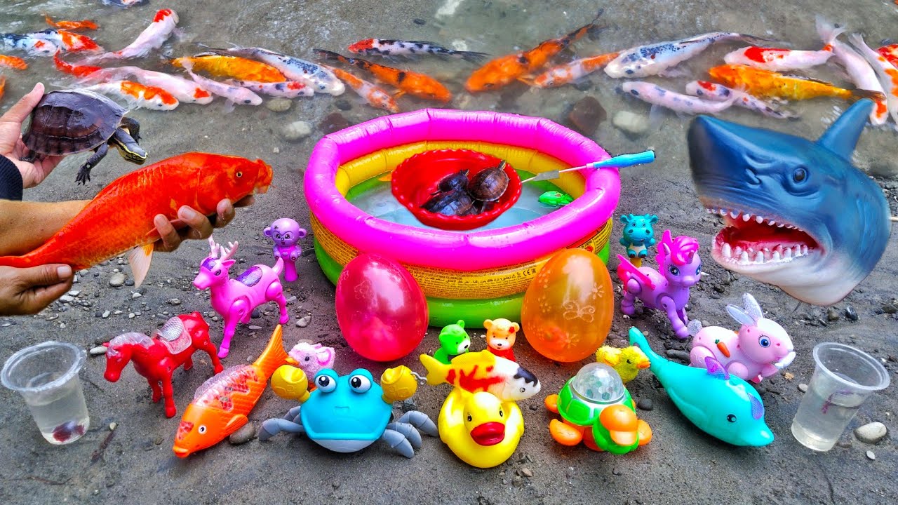 Real sharks find koi fish in rivers, turtles, betta fish, ornamental ...
