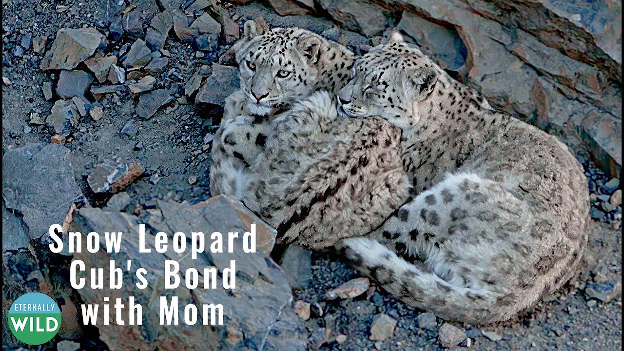 Fur-ever Love: Snow Leopard Cub's Bond with Mom - YouTube
