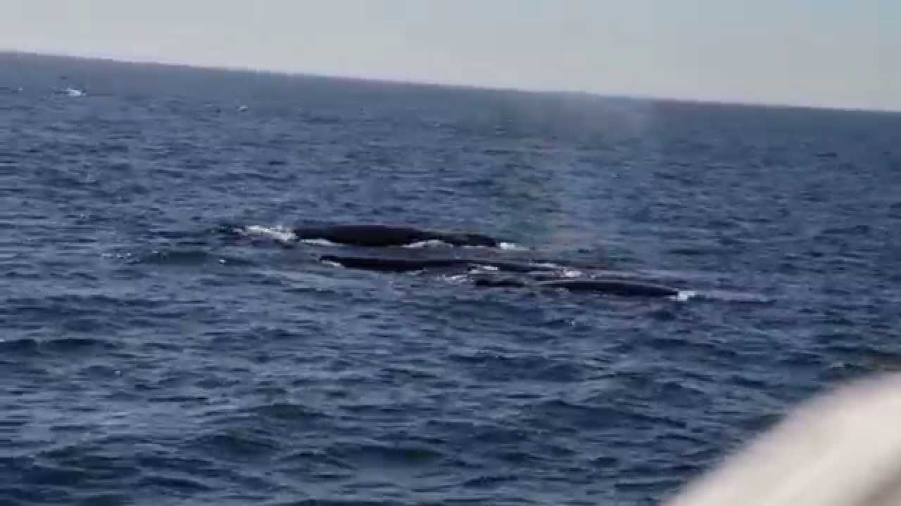 Humpback whale trio logging - YouTube