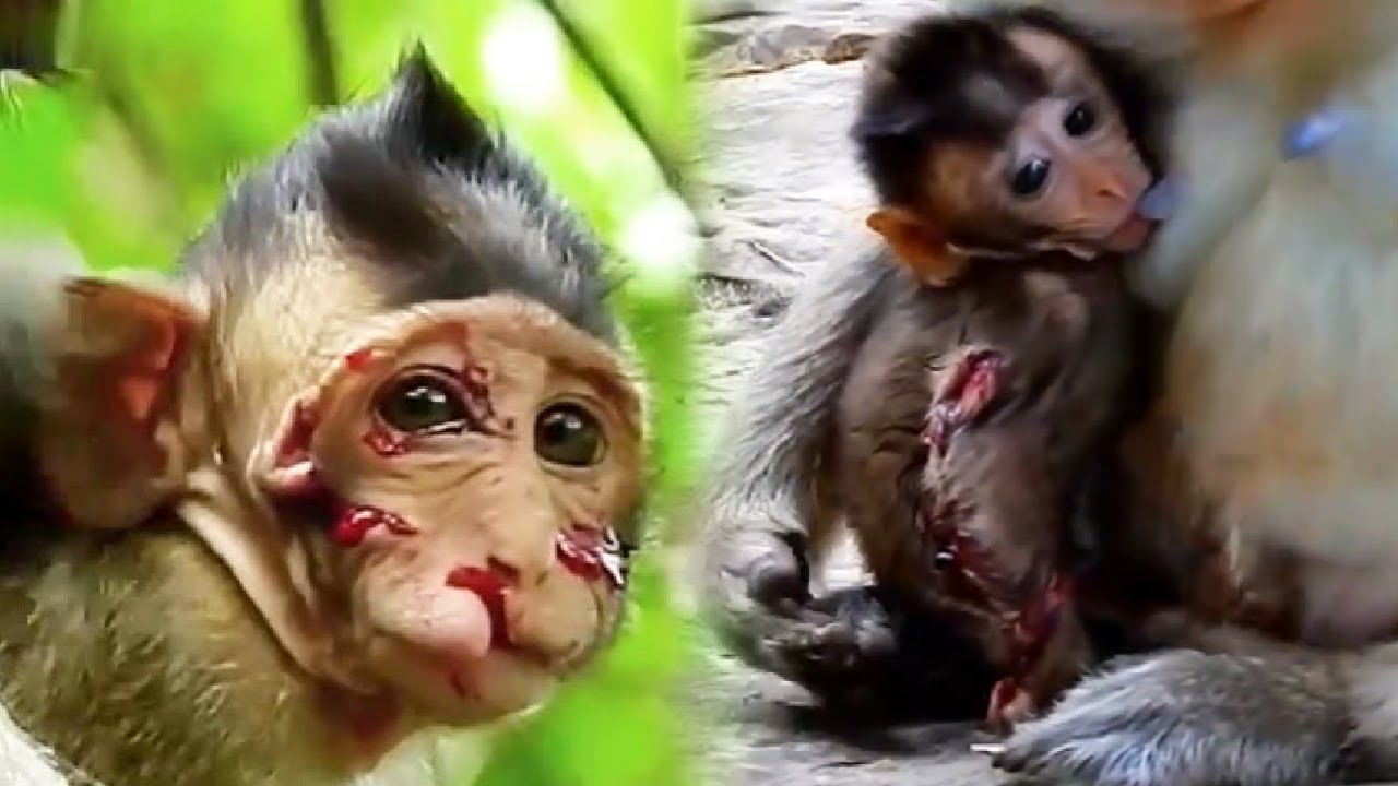 The life of wild animals in the forest.These monkeys' injuries are so ...
