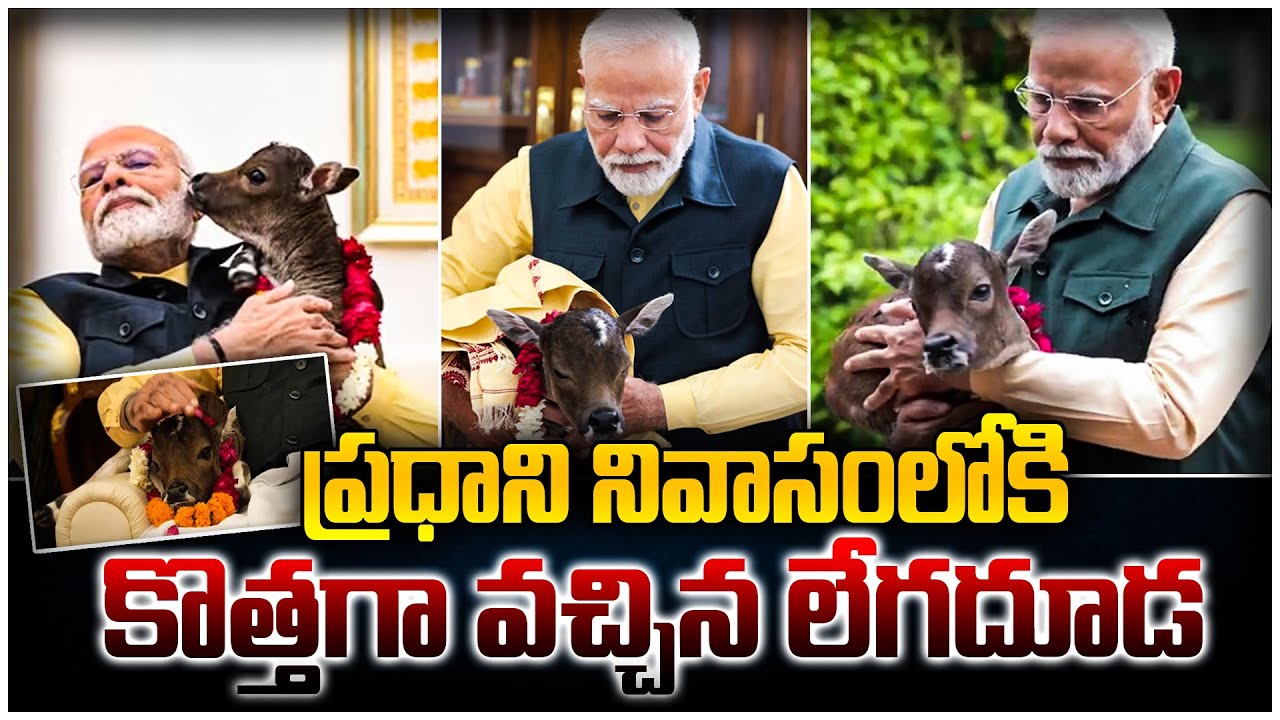 ప్రధాని నివాసంలోకి కొత్తగా వచ్చిన లేగదూడ.. | PM Modi New Calf Deepjyoti ...