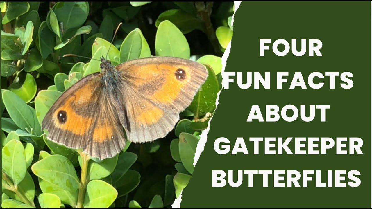 Four fun facts about Gatekeeper butterflies (with butterflies dancing ...