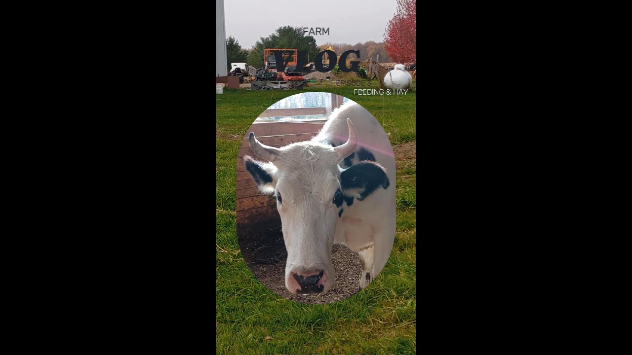 Feeding The Cows and Getting Hay Out!!! Enjoying Life as a Homesteader ...