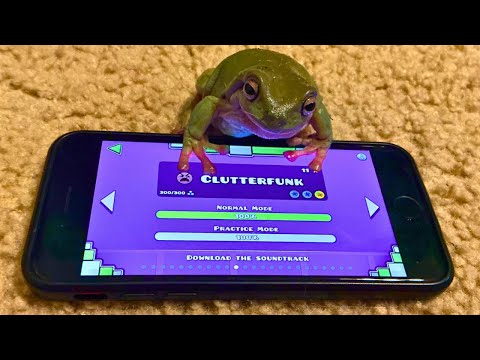 My Frog Beat Clutterfunk 
