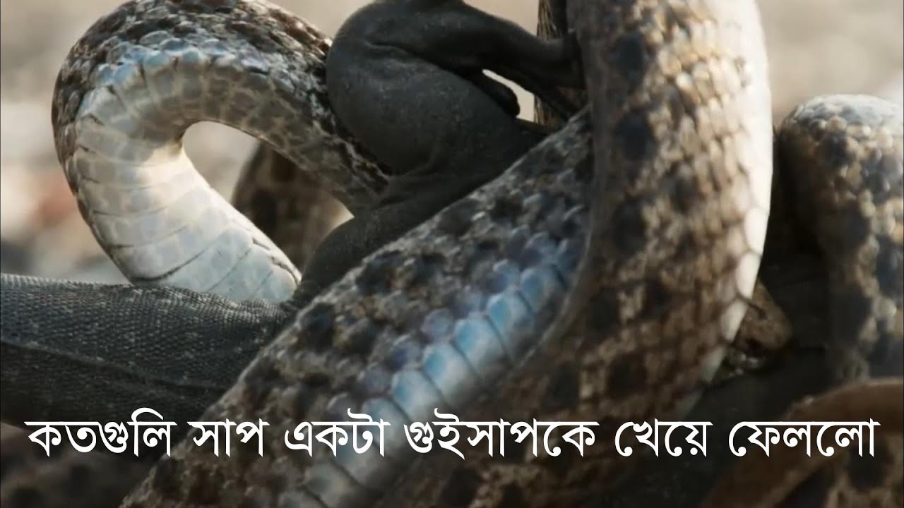 Iguana vs Snakes (Full Clip) | Planet Earth II | BBC Earth - YouTube