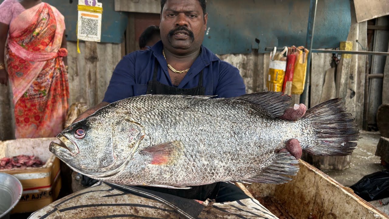 KAL KODUVA MEEN 🔪🔪KASIMEDU SPEED SELVAM AMAZING FISH CUTTING SKILLS # ...