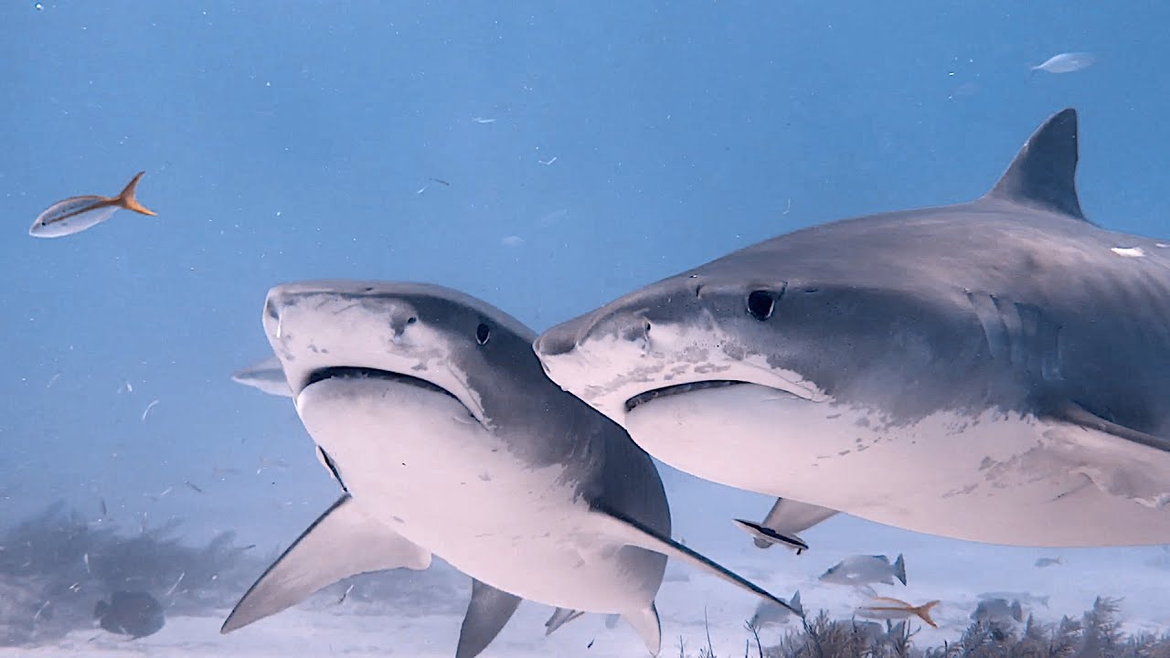 Looney Shark Tunes - YouTube