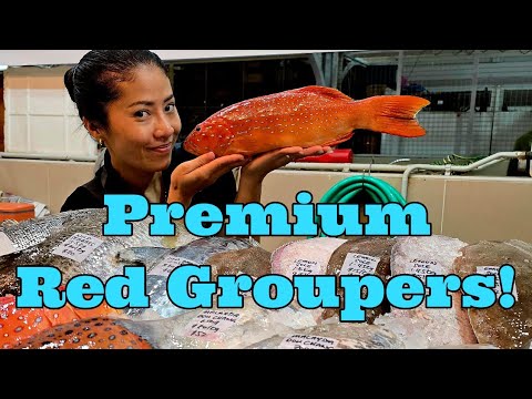 Premium Red Groupers! Best of the Best! (31 Dec 2024 Tues) - YouTube