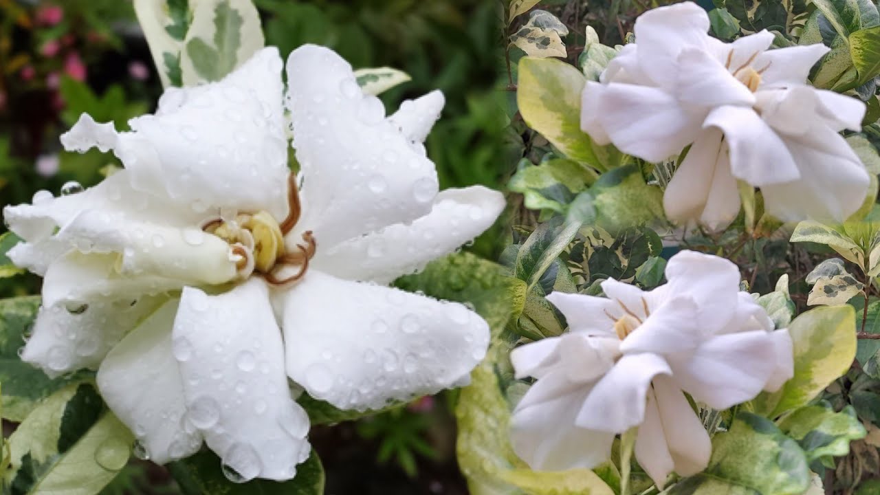 VARIEGATED ROSAL PLANT / NATIONAL PLANT, GARDENIA jasminoides - YouTube