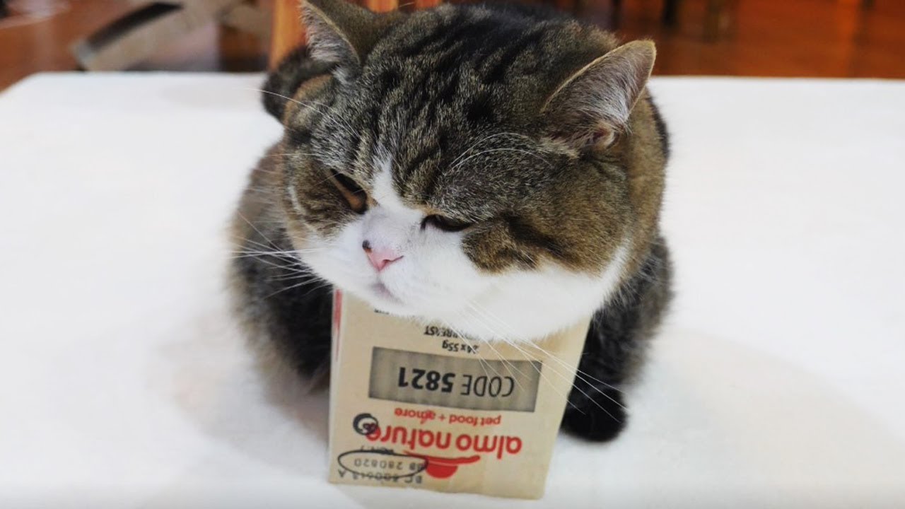 箱とねこ27。-Box and Maru 27.- - YouTube