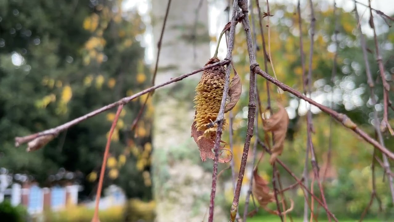 Ornäs birch (Swedish birch) - Twigs, buds & samaras / fruit - October ...