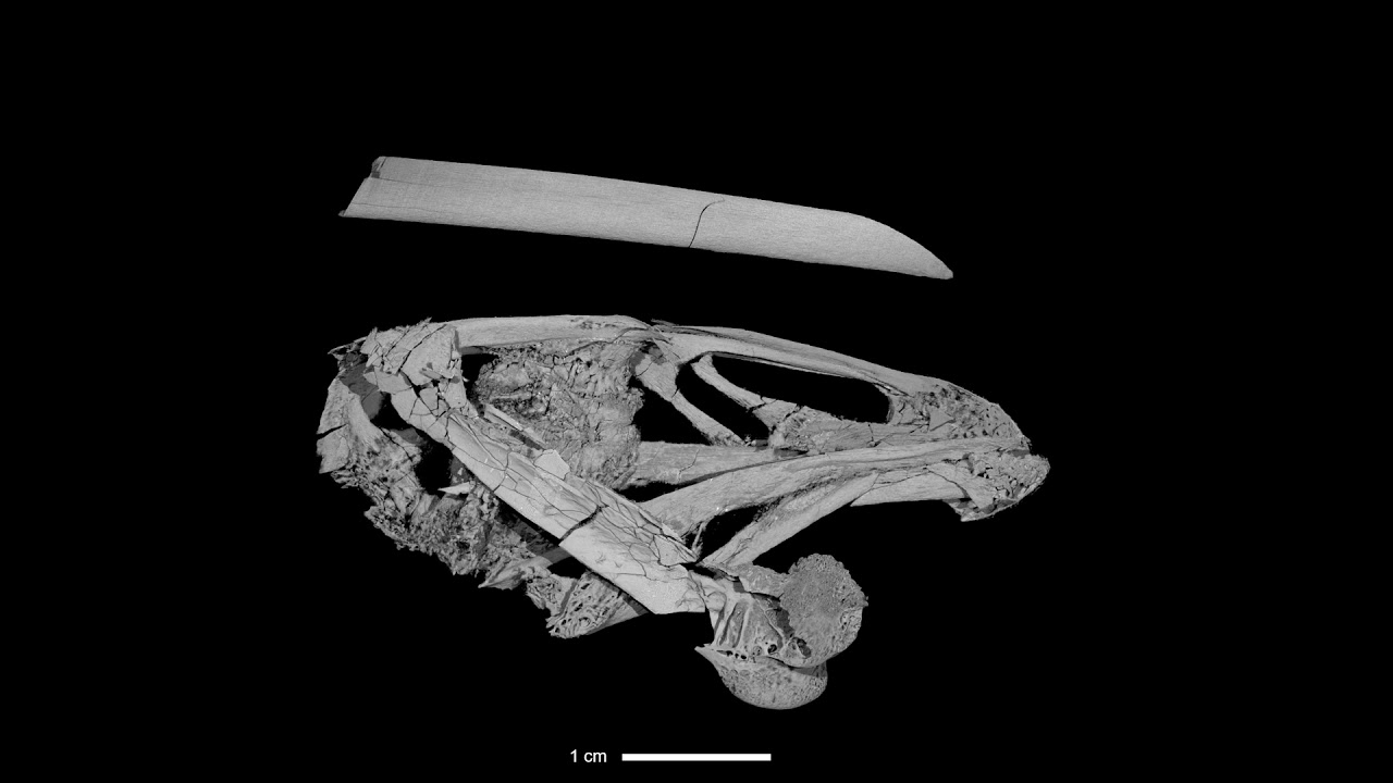 Oldest Bird Fossil to Date, Revealed by CT Scan of Rock - YouTube