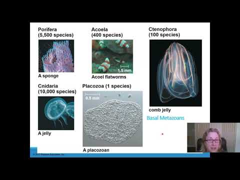 Invertebrates Part 1 - YouTube
