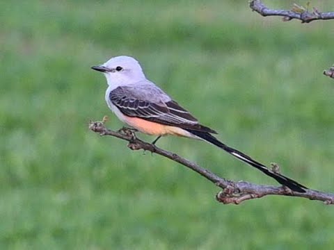 Do Scissortail Flycatchers Catch Flies