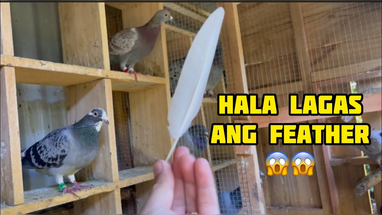 PAANO MAG FEATHERING SA KALAPATI??!!🤔🤔😱😱#unoloftpigeonracing # ...