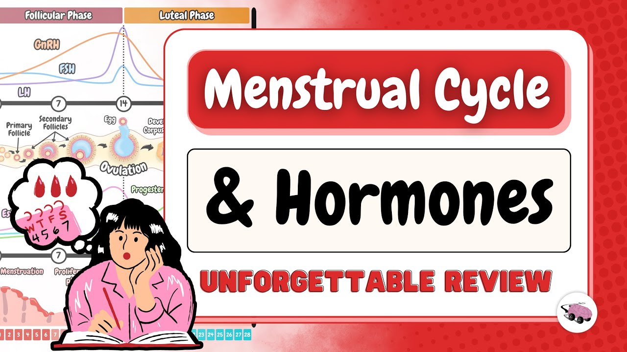 Menstrual Cycle Explained: Hormones, Ovulation & Phases Simplified - YouTube