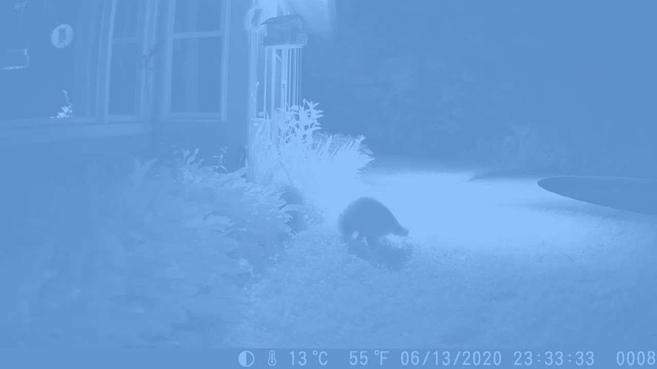 Nana's Night-time Critters June 2020 - YouTube