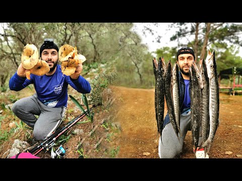 3 GÜN ''Solo Camping'' & Balık Tutarak Hayatta Kal  -  BARAKÜDA SÜRÜSÜ ve DEV MANTARLAR - ''2.Gün ''