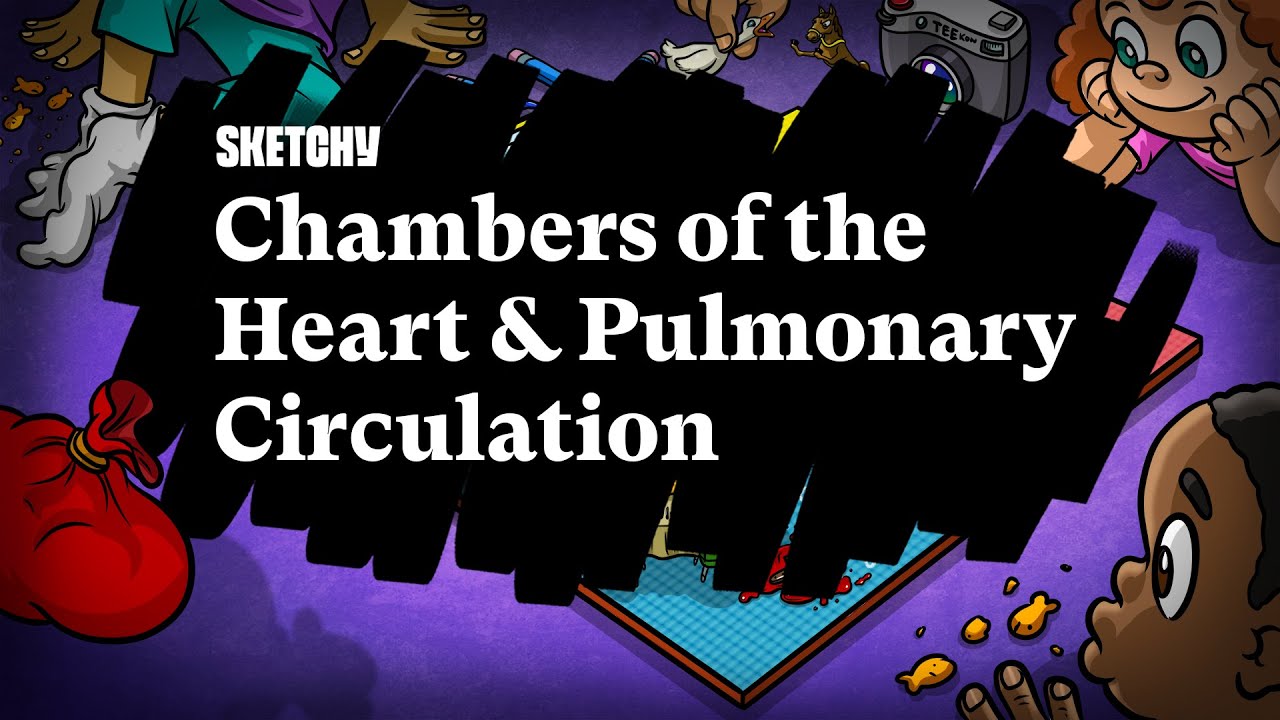 Heart Chambers & Pulmonary Circulation (Part 1) | Sketchy Medical | USMLE Step 1 - YouTube