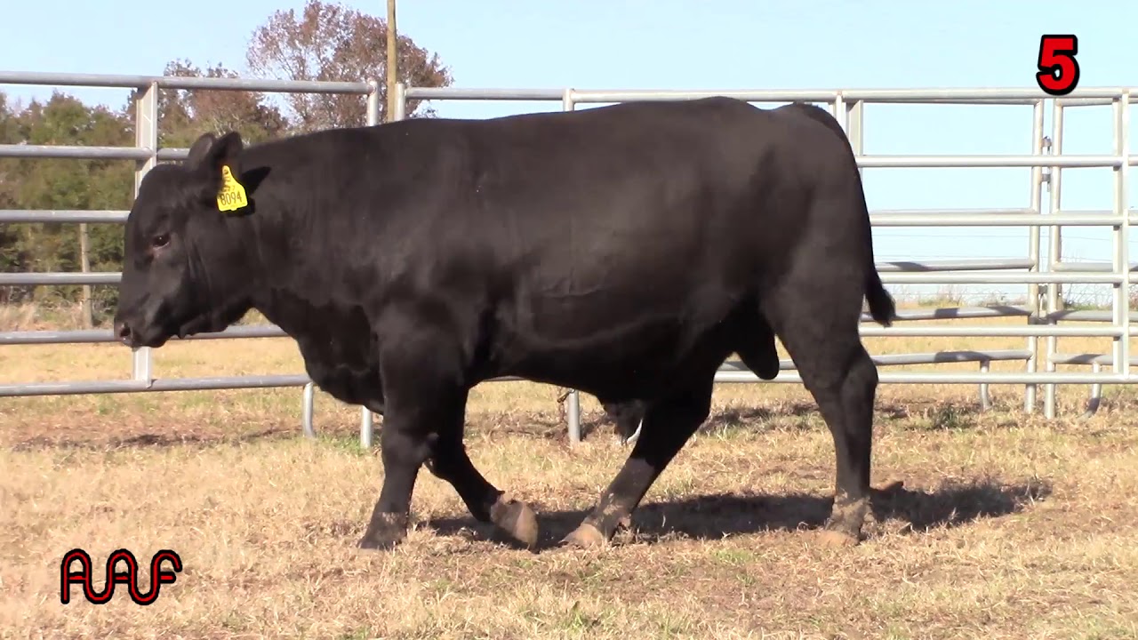 Adams Angus Farm Lot 5 - YouTube