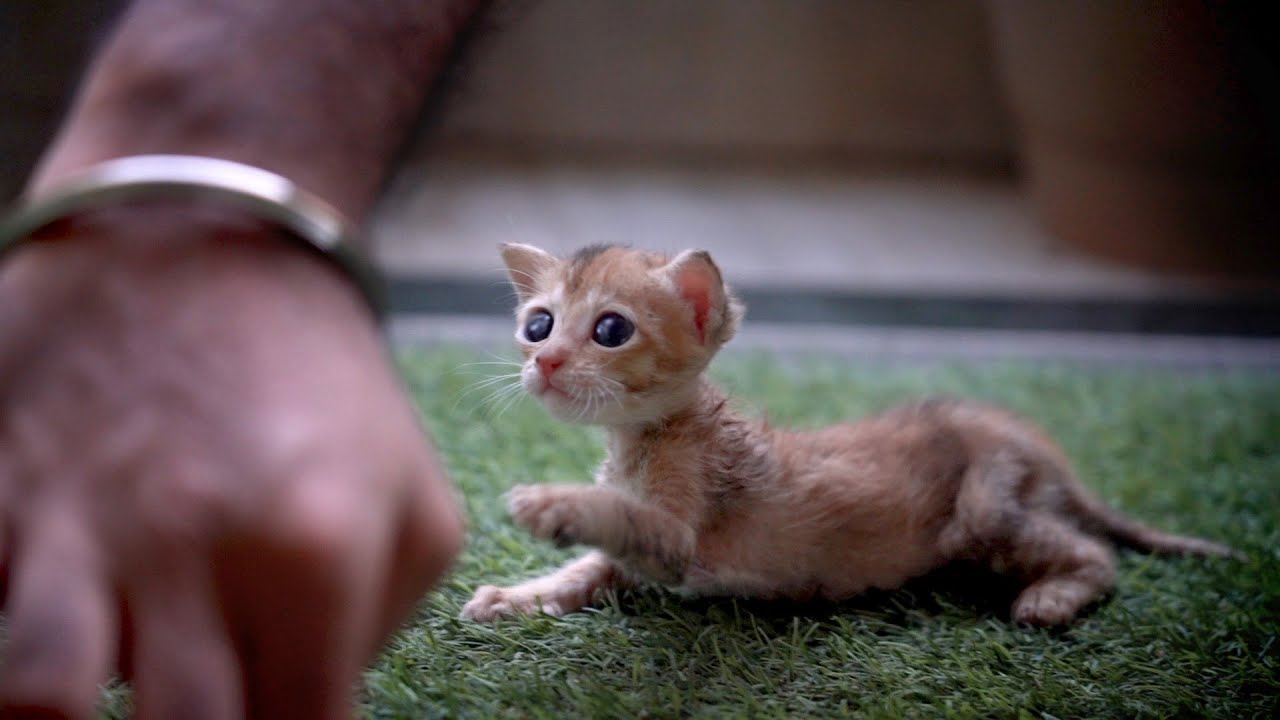 Kitni Cute Hai Na Ye Youtube