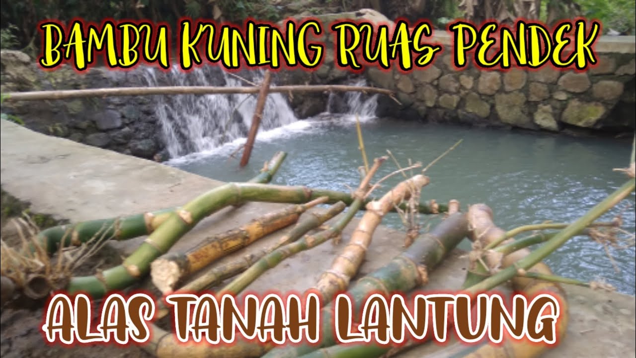 BAMBU KUNING RUAS PENDEK - YouTube