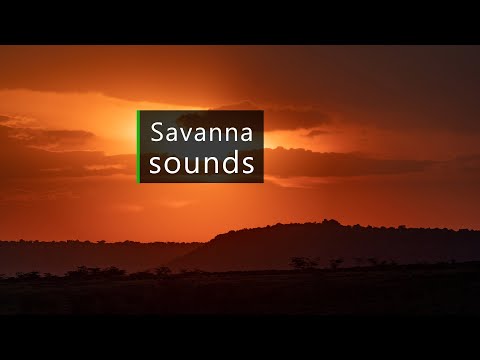 Serengeti sounds - Lions and hippos calling in the African savanna