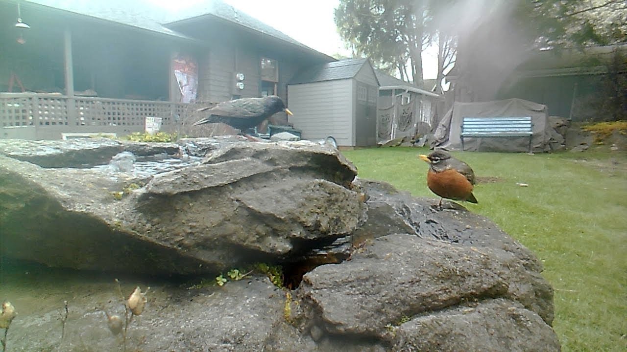 Robin vs Starling for Bath Time at Wild Reiki Spa - YouTube