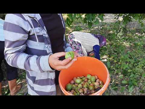 DEMİRCİ'NİN ÇANAKÇI KÖYÜNDE KÖYLÜLER CEVİZ HASADI YAPIYOR..16-09-2018
