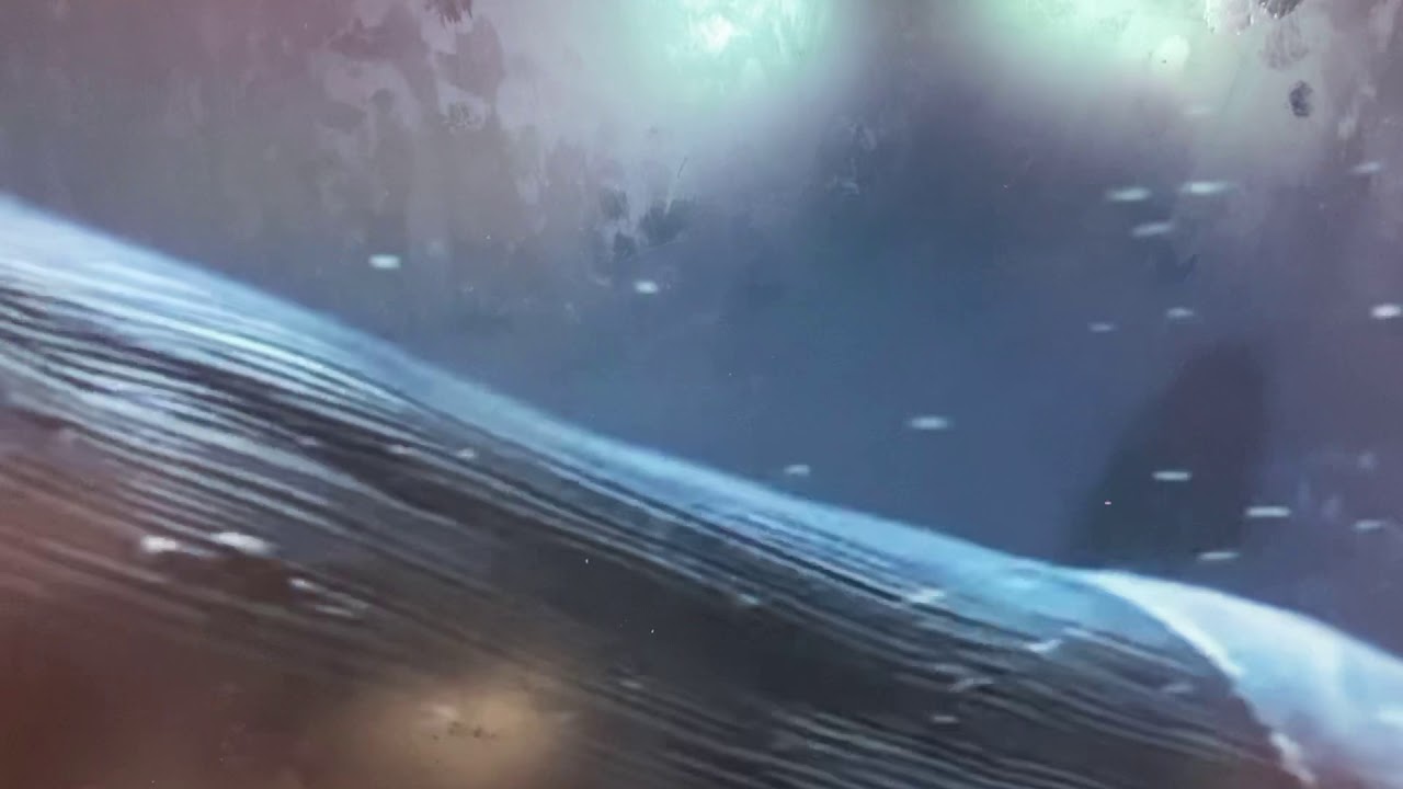 Whale vore - YouTube