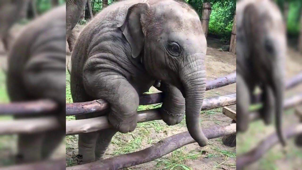 Tippy Taps because They Haps, Cute Animal Compilation #1 - YouTube