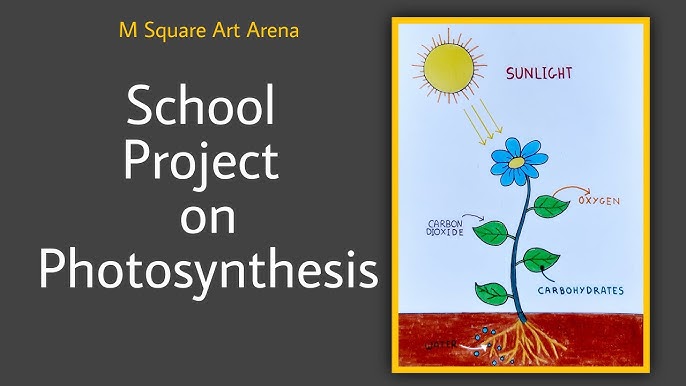 Photosynthesis Diagram For Kids Worksheet