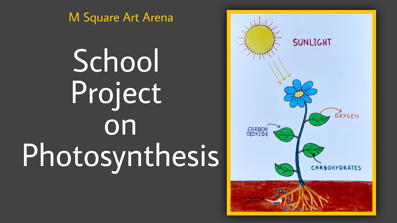 How to Draw Easy and Simple Photosynthesis | School Project on ...