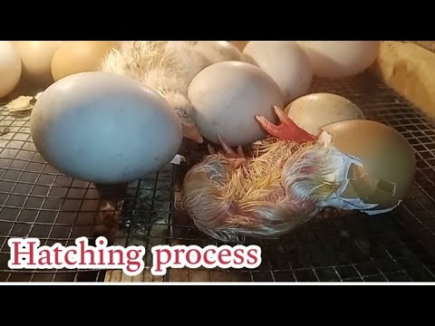 selected the eggs for hatching in incubator | hatching process for hen ...