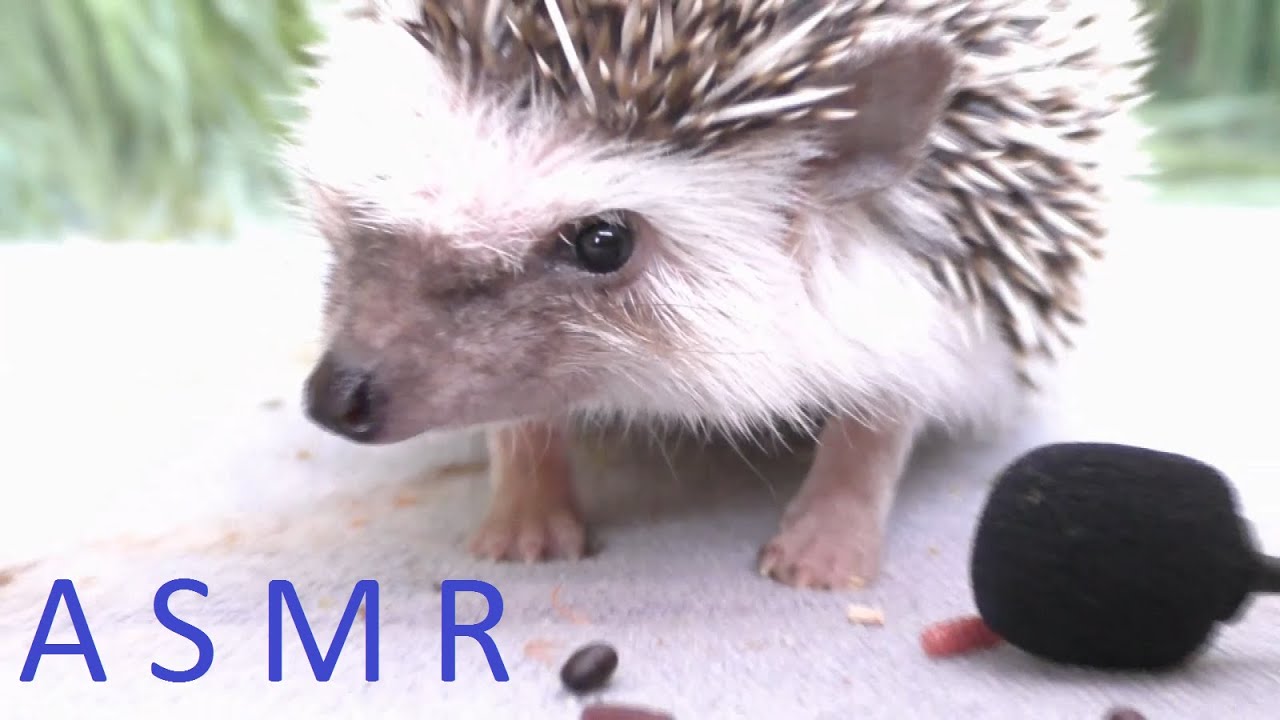 HEDGEHOG EATS DRY FOOD ASMR | Animals ASMR # 33 - YouTube