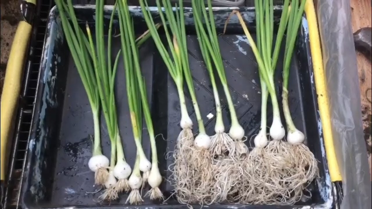 Pot spring Onion White Lisbon harvest #95 - YouTube
