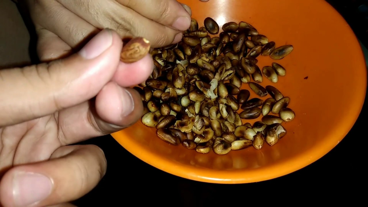 Eating Marang Seeds !!! - YouTube