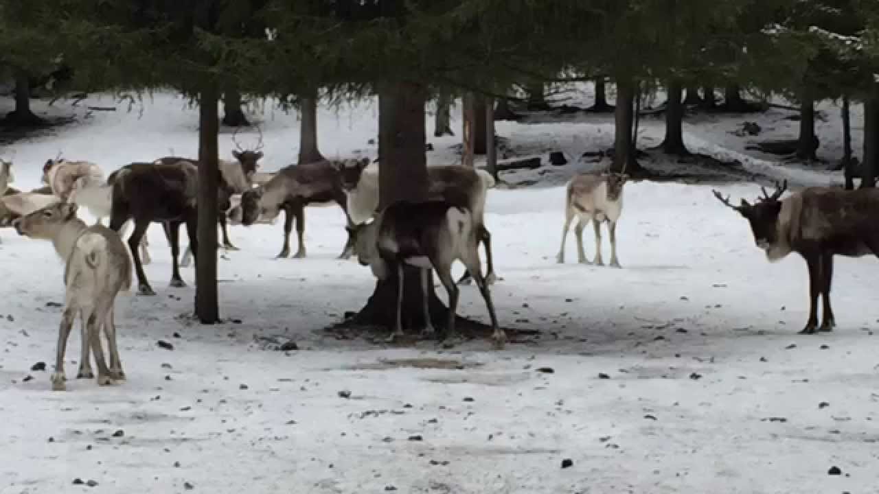 ViviAnn Labba K. Day 15: REINDEER - HERDING ANIMALS -90-day youtube ...