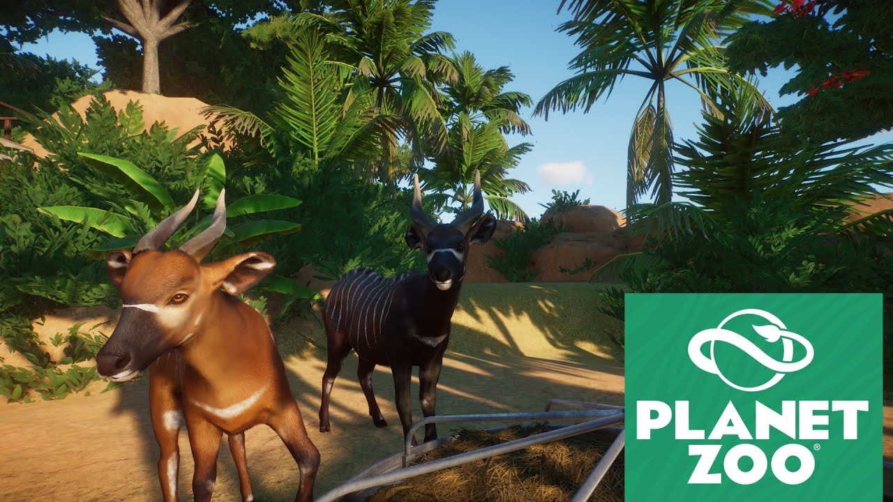 Bingo Bongo! - Planet Zoo - Bongo Habitat Speed Build - Let's Play ...