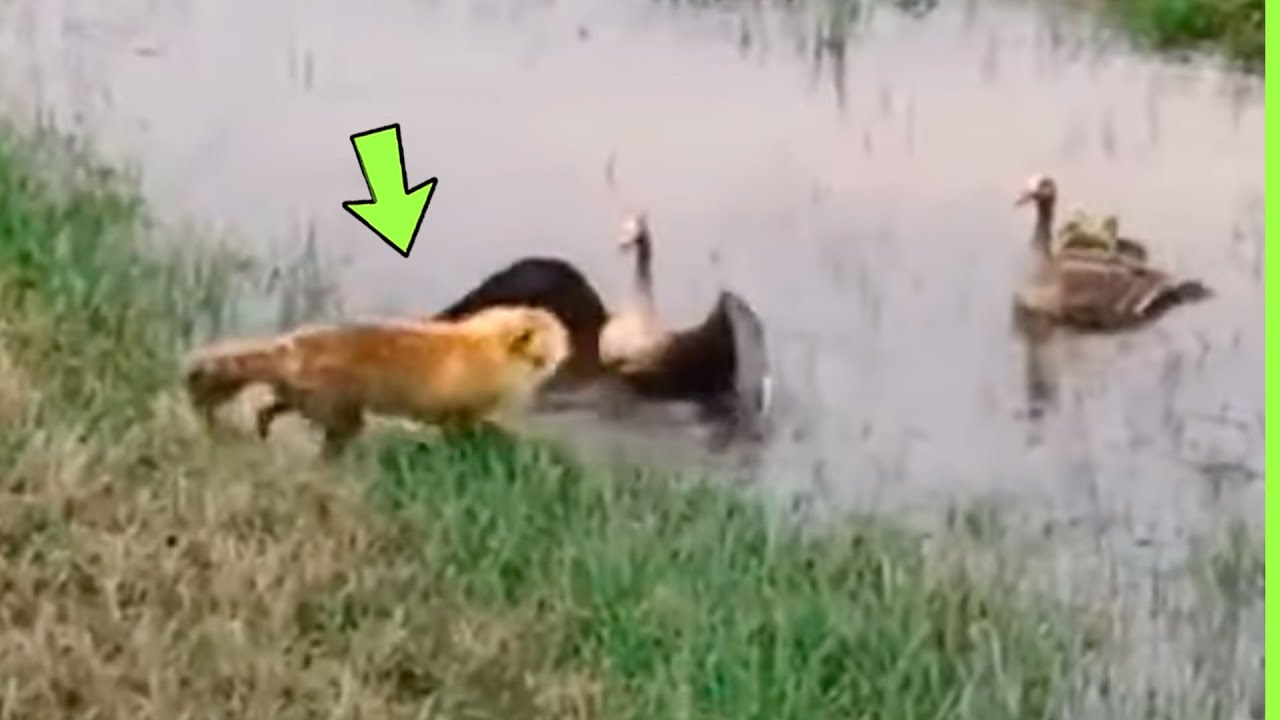 INACREDITÁVEL RAPOSA ATACA PATOS - YouTube