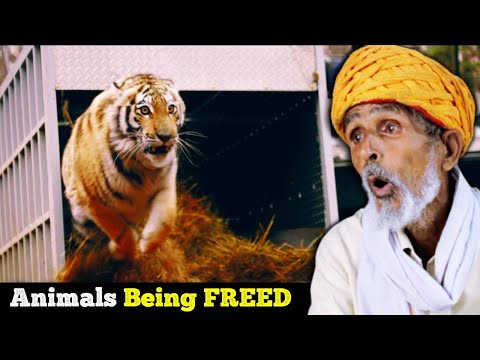 Villagers Heart Melted To See Animals Being FREED For The First Time ...