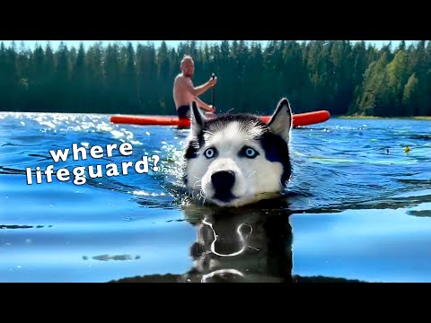 My Dog Has The Best Beach Day! Husky Learns to Swim On a SUP board