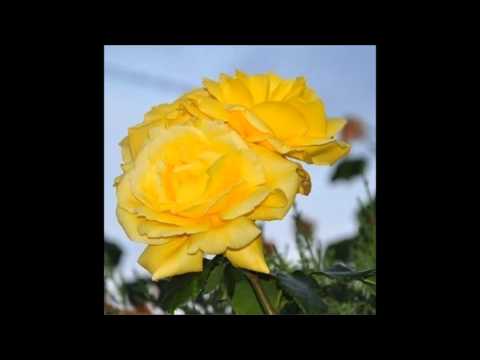 VIDADI AQDAMLI SENSIZ SENLI DUNYAM