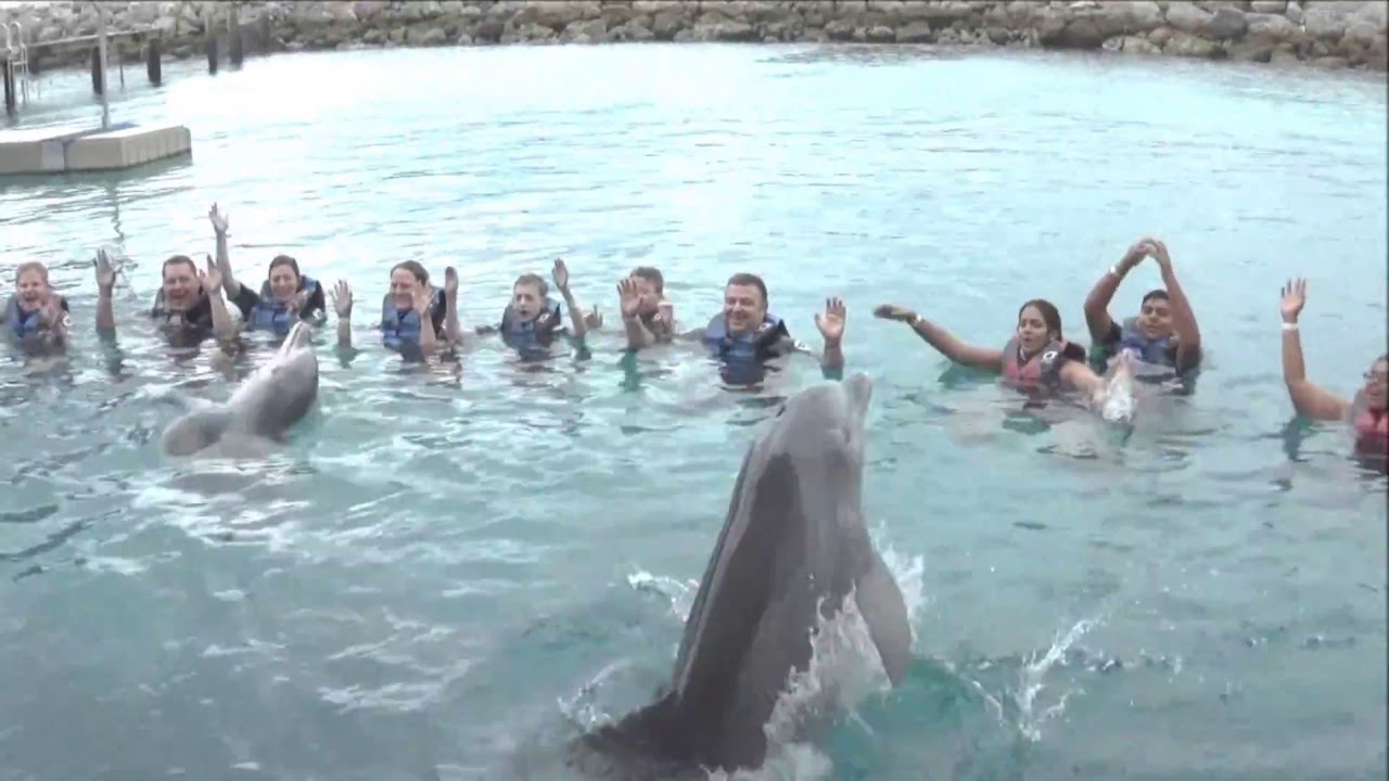 Dolphins Encounter - Blue Lagoon - Nassau, Bahamas - Salza19 - YouTube