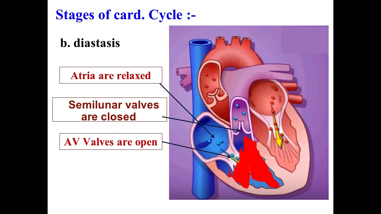 cardiovascular system 7 - YouTube