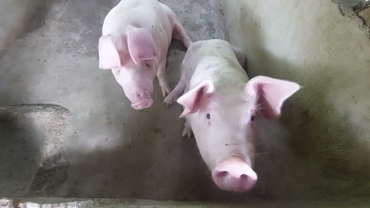 Pig Sounds 🐷 | Real Pig Oinking Noises for Kids and Learning - YouTube