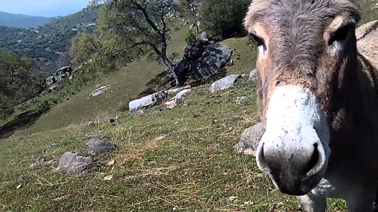 I love my friend donkey - YouTube