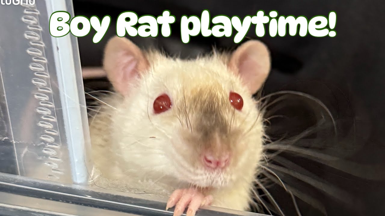 Boy rat playtime (raw, unedited) - YouTube
