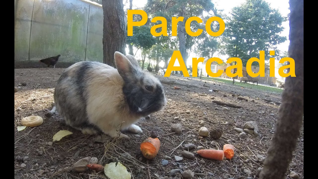 Parco Arcadia - Bareggio - YouTube