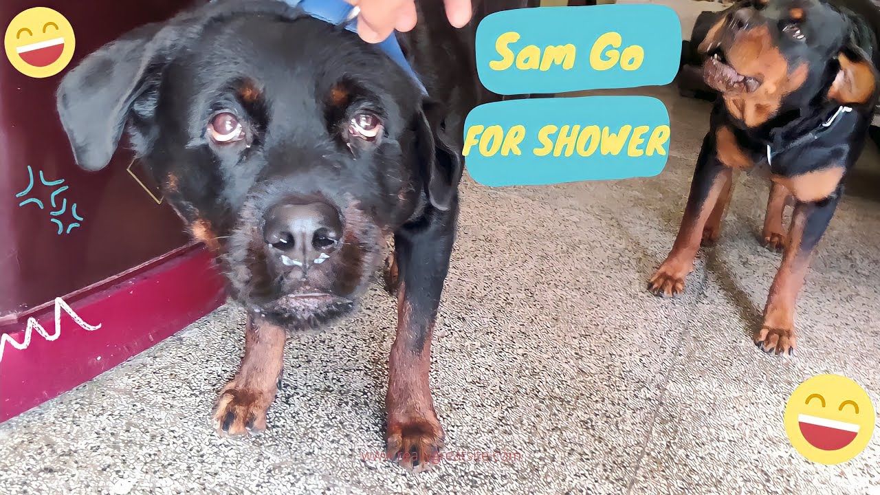 I don't wanna take bath😂 Rottweiler ( Sam The Rottweiler) Hates bathing ...